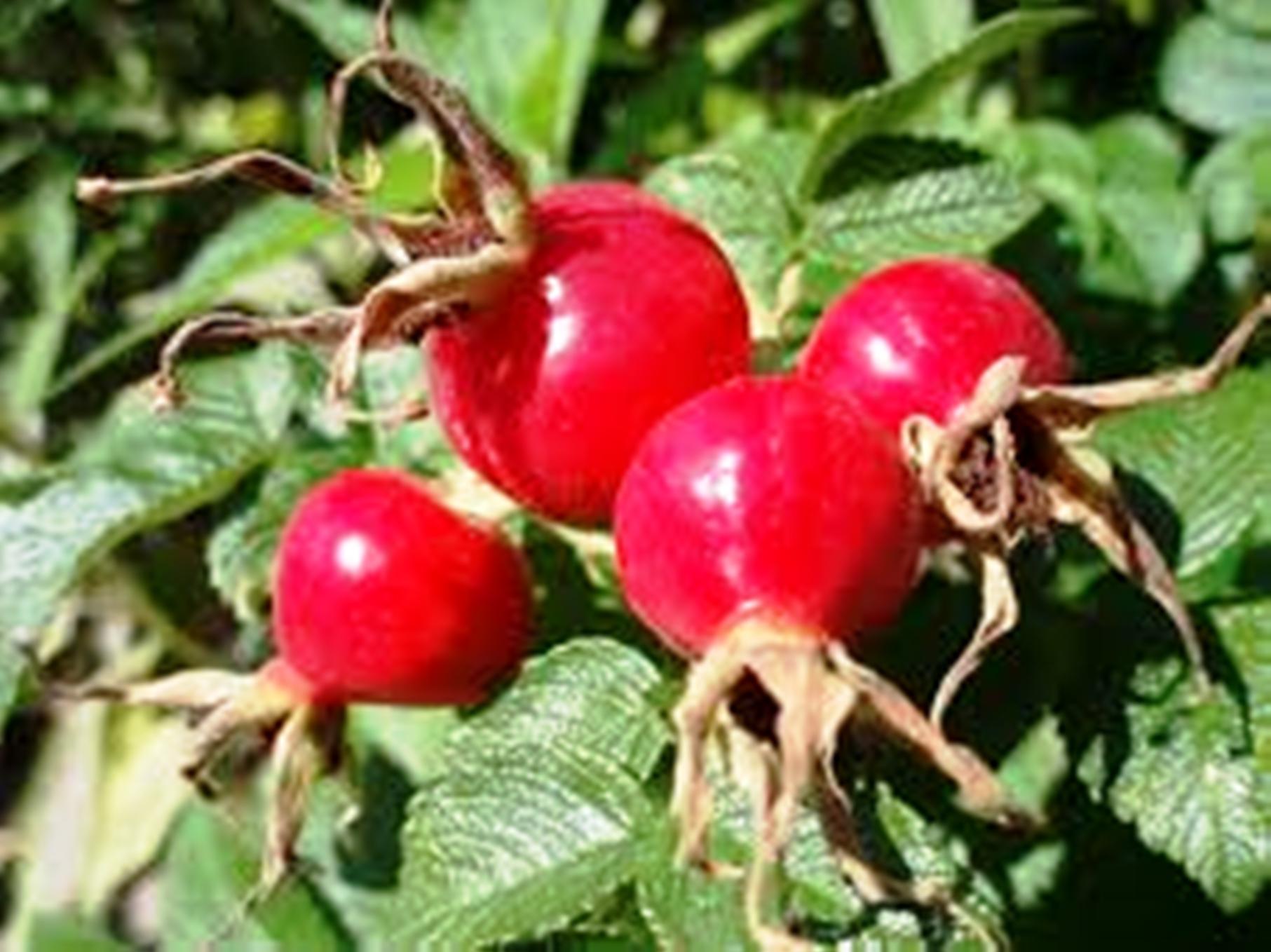 Cómo Preparar los Frutos de su Propia Rosa Mosqueta - Orbi News
